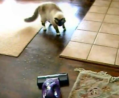 Winston the cat hates vacuums!