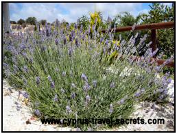 Cyprus garden pictures - best plants for a hot environment